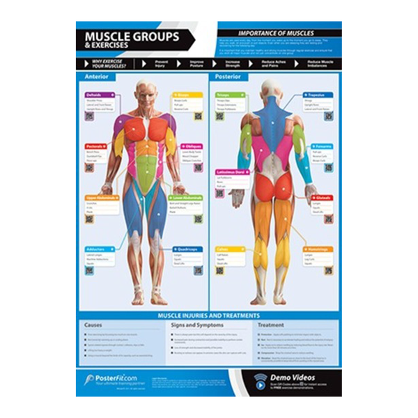 Gym Chart Muscle Groups - Victor Sports