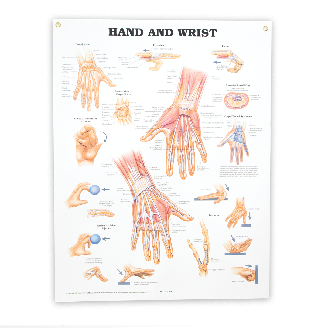 Diagram Of Hand And Wrist Assessment Of Progressive Hand And Wrist