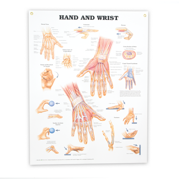 Hand and Wrist Anatomical Chart - Victor Sports